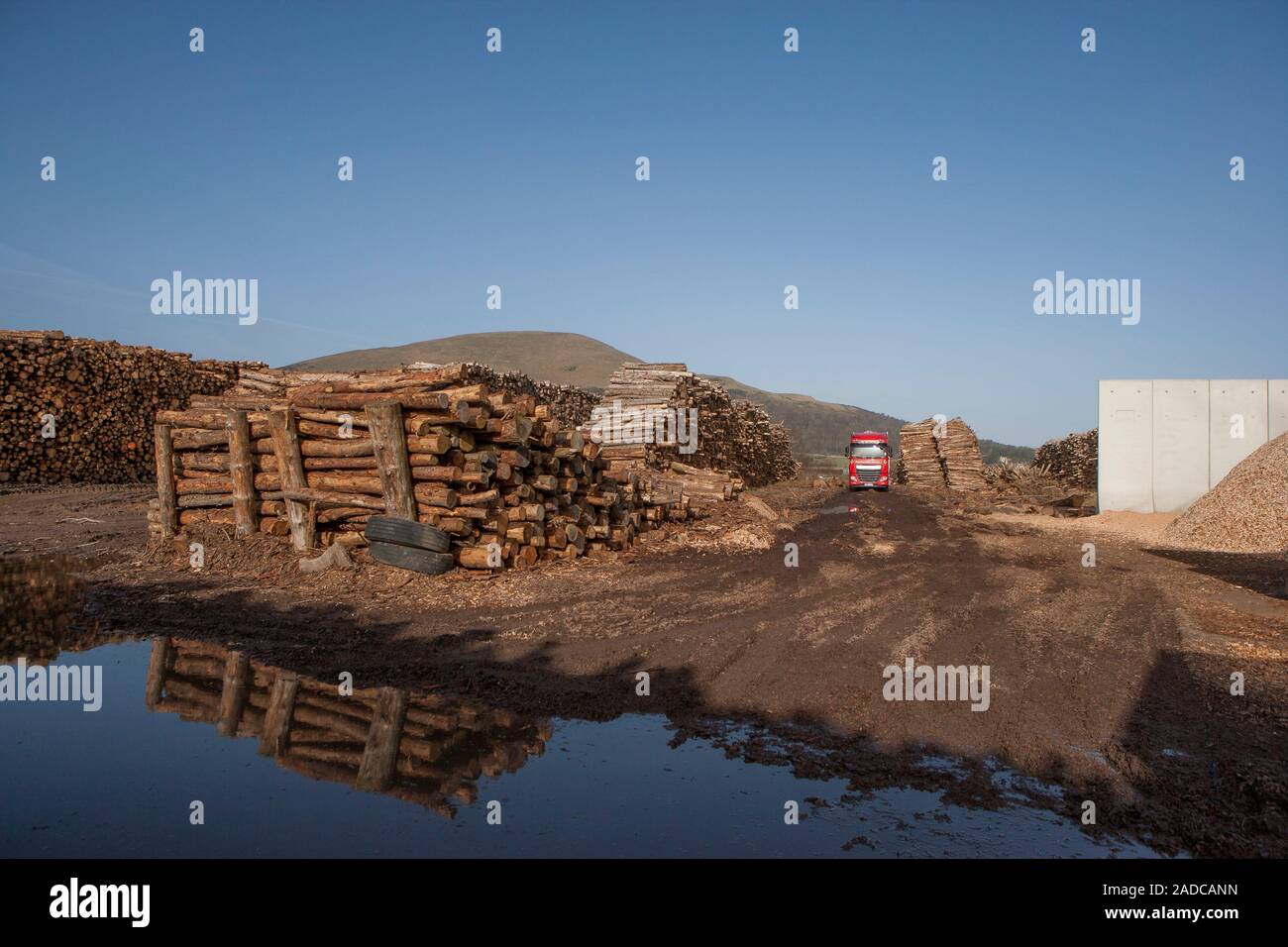Wood chip fuel production. Seasoned logs ready for chipping at Pentland ...