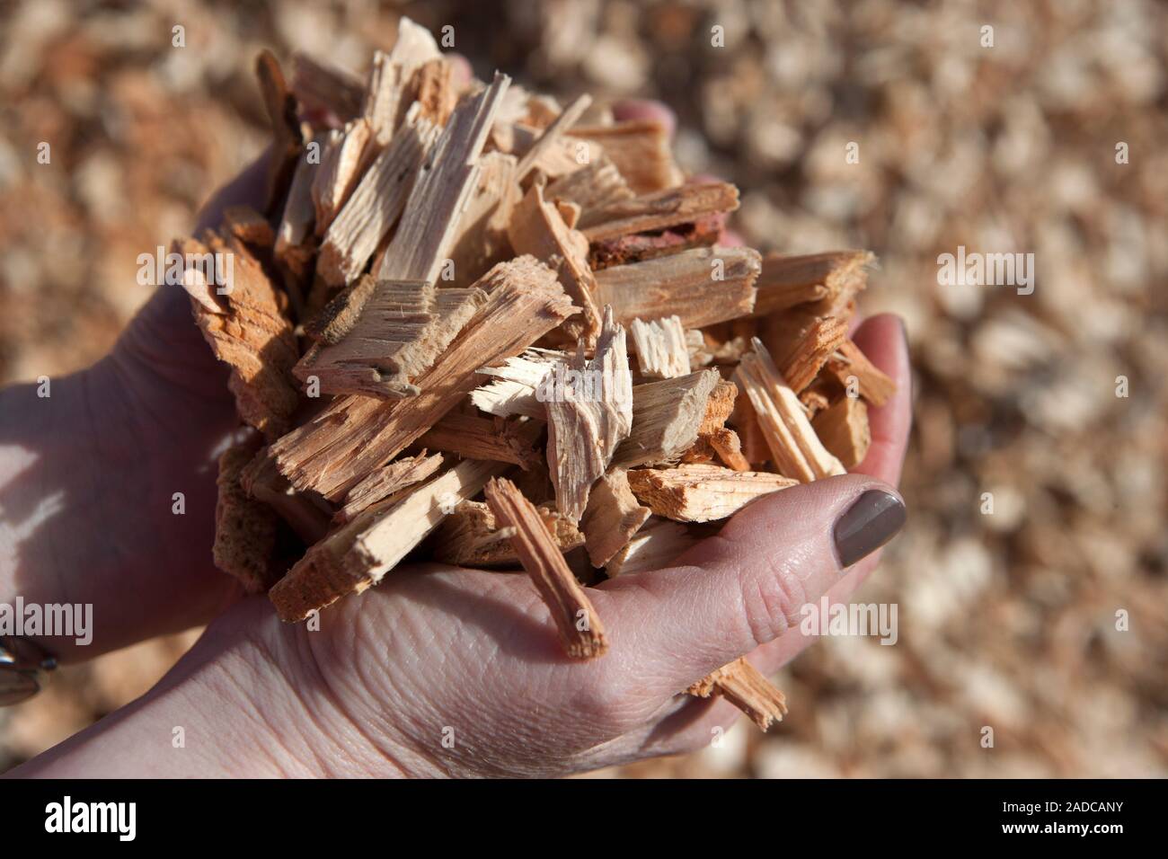 Wood chip fuel production. Close-up of wood chips produced at Pentland ...