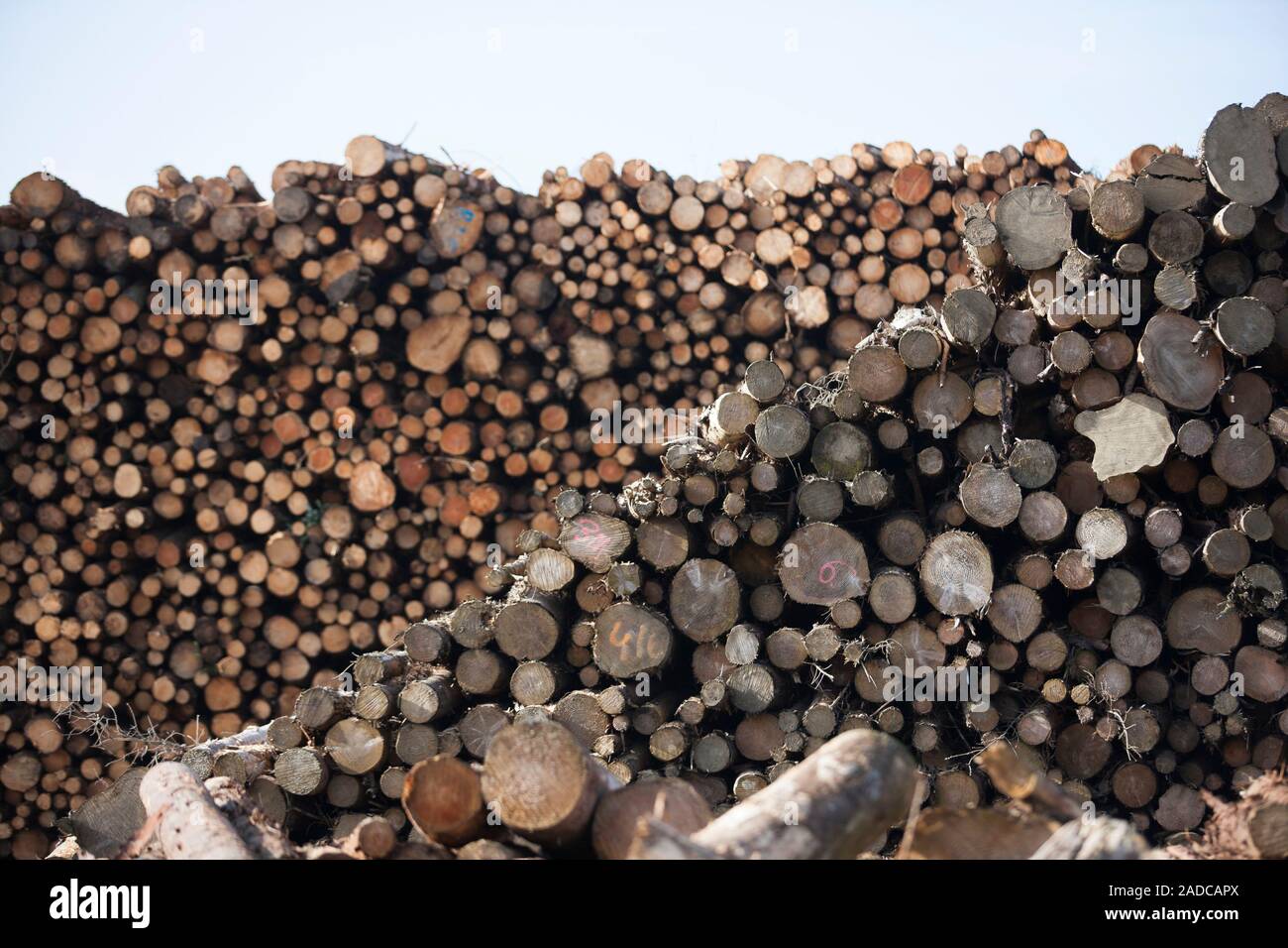 Wood chip fuel production. Seasoned logs ready for chipping at Pentland ...