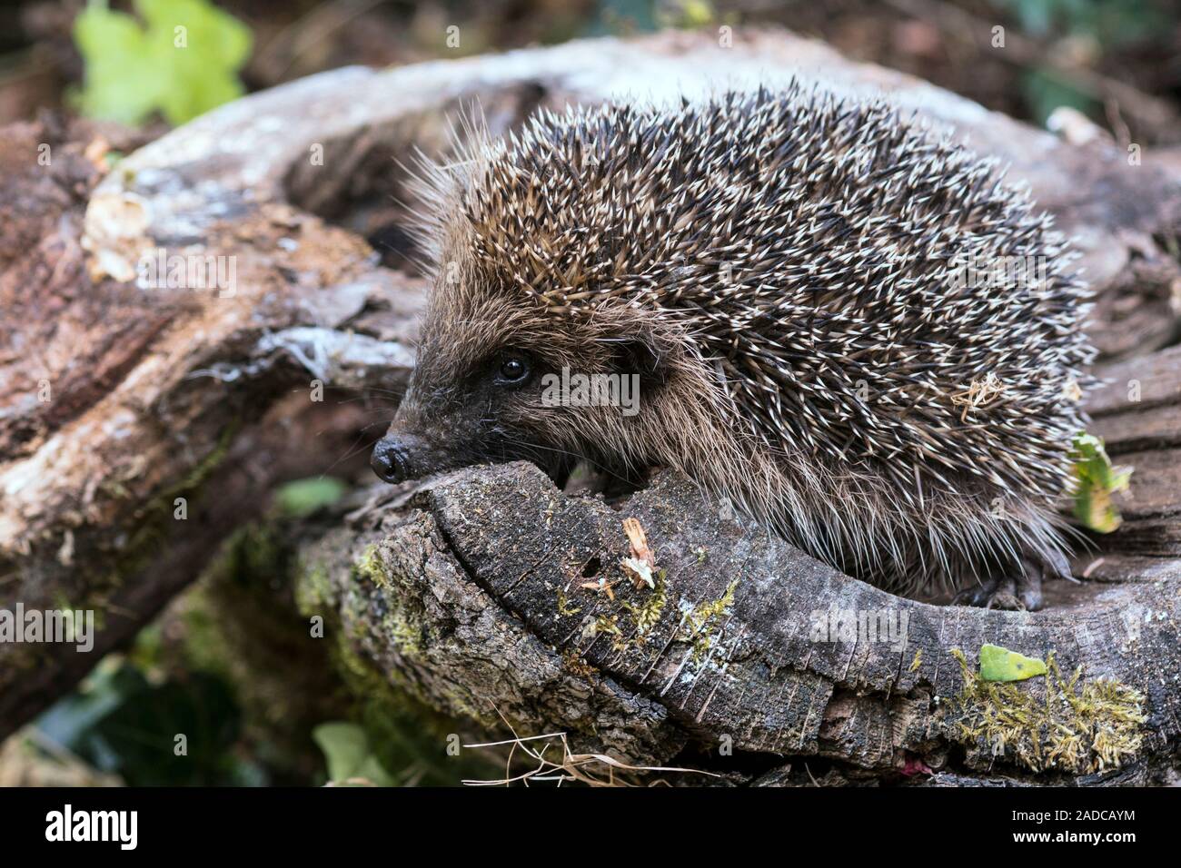 European hedgehog (Erinaceus europaeus) climbing over a wood pile ...