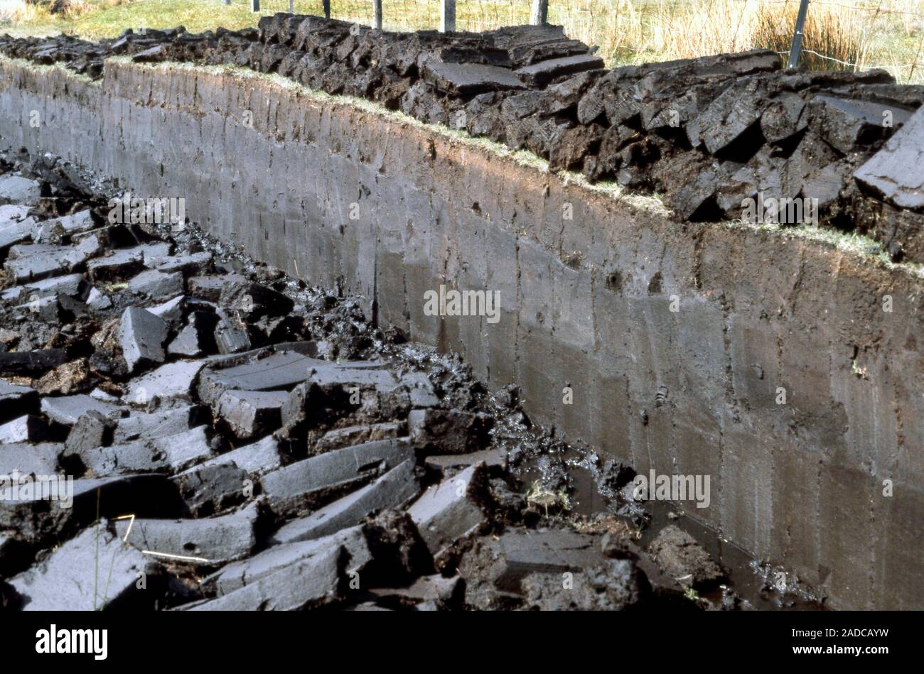 Peat cutting face and blocks left to dry before being harvested ...