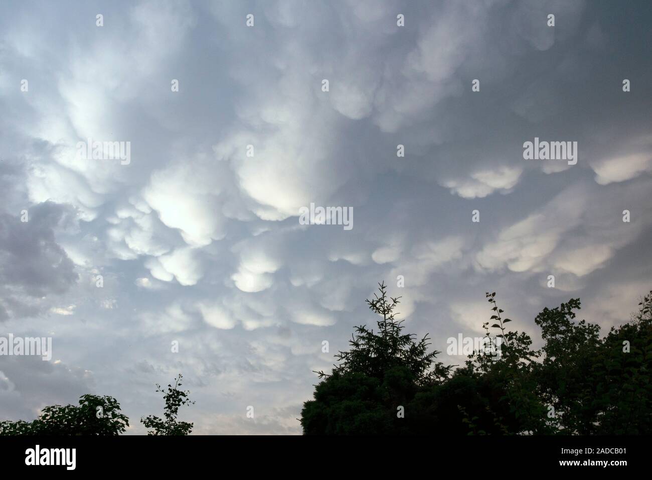 Mammatus clouds. Mammatus clouds have a pouch-like appearance and form ...
