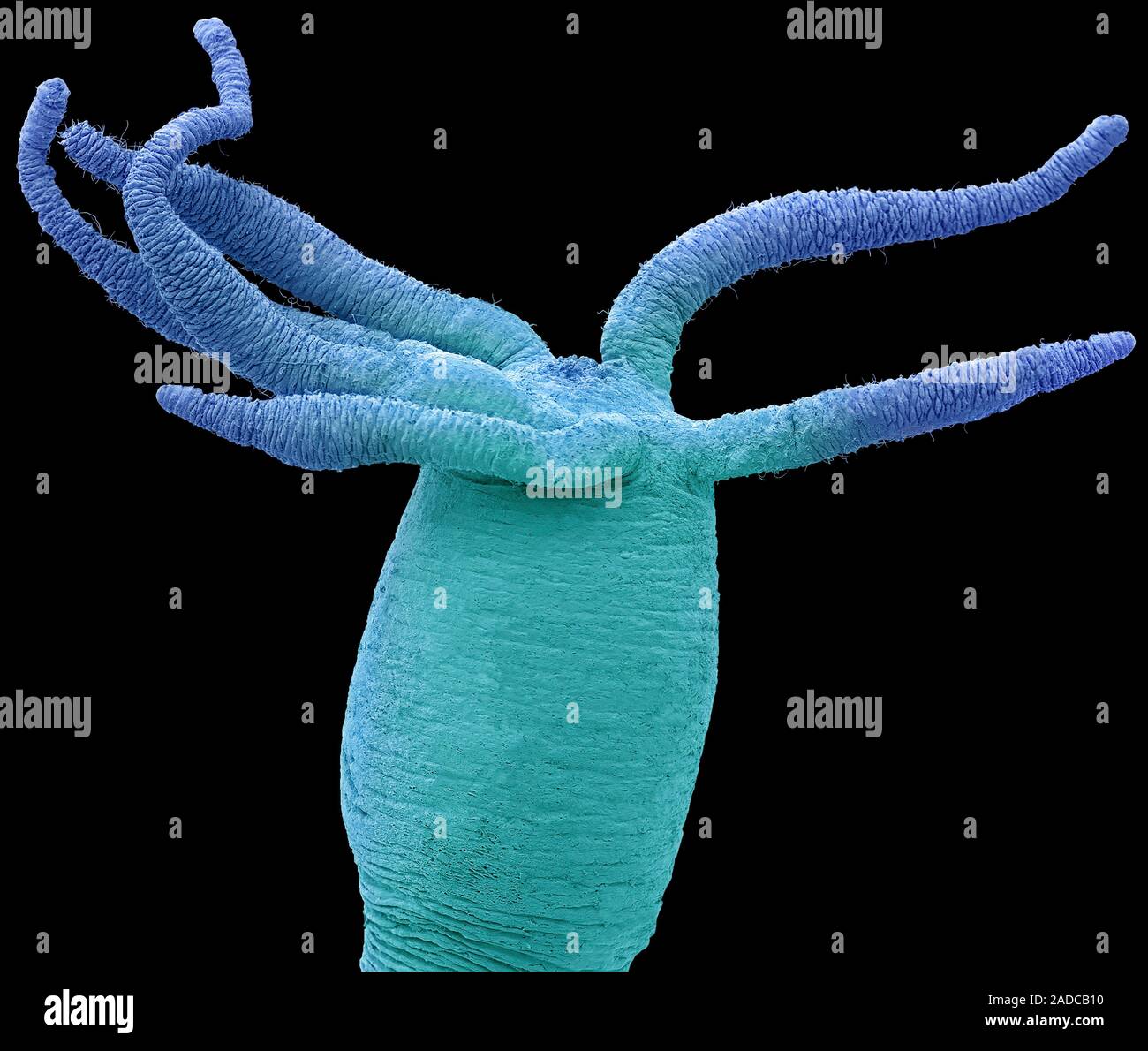 Hydra. Coloured scanning electron micrograph (SEM) of Hydra sp., a ...