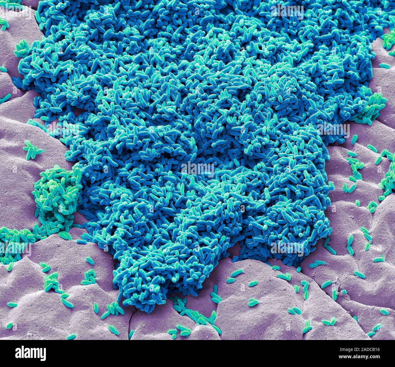Acidophilic Bacteria