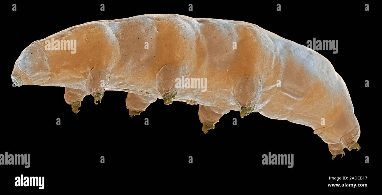 Water bear. Coloured scanning electron micrograph (SEM) of a water bear ...
