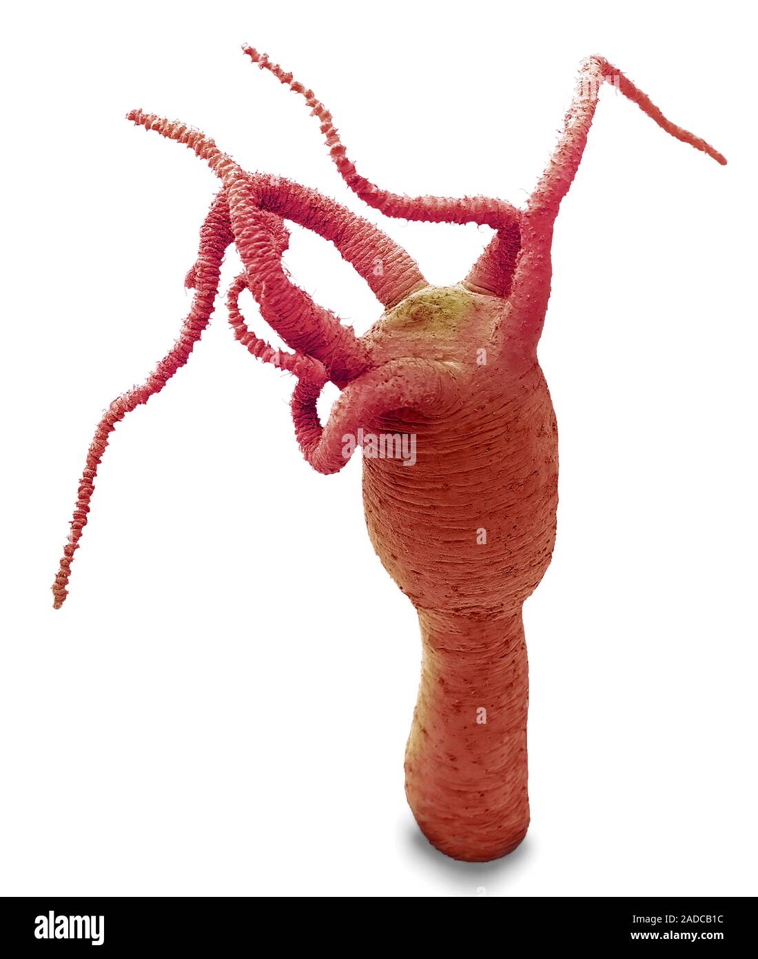 Hydra. Coloured scanning electron micrograph (SEM) of Hydra sp., a ...