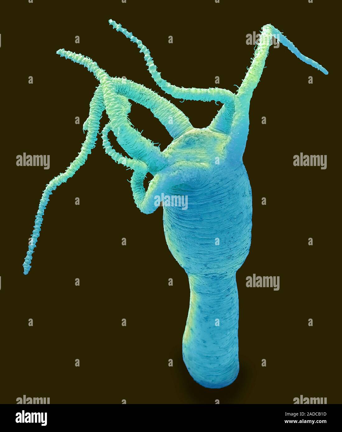 Hydra. Coloured scanning electron micrograph (SEM) of Hydra sp., a ...