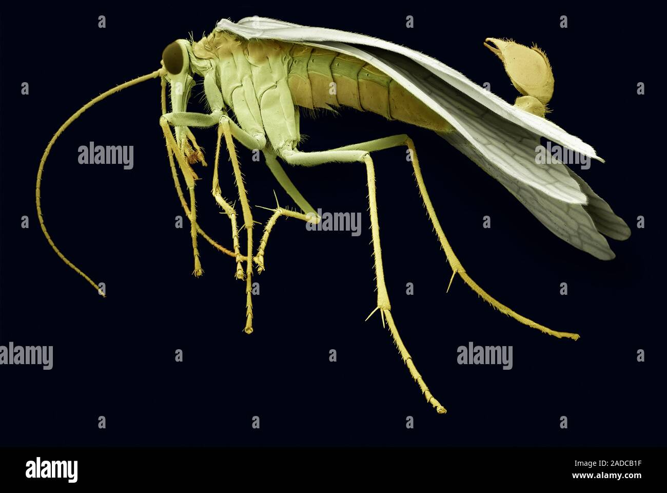 Scorpionfly. Scanning electron micrograph of a male scorpion fly ...