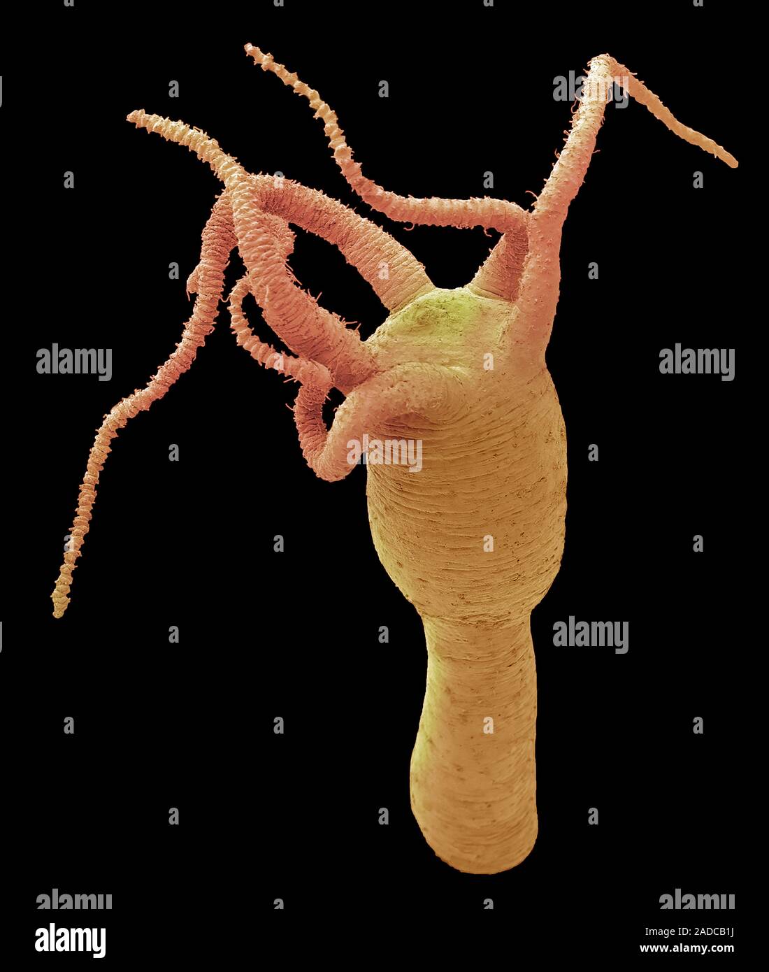 Hydra. Coloured scanning electron micrograph (SEM) of Hydra sp., a ...
