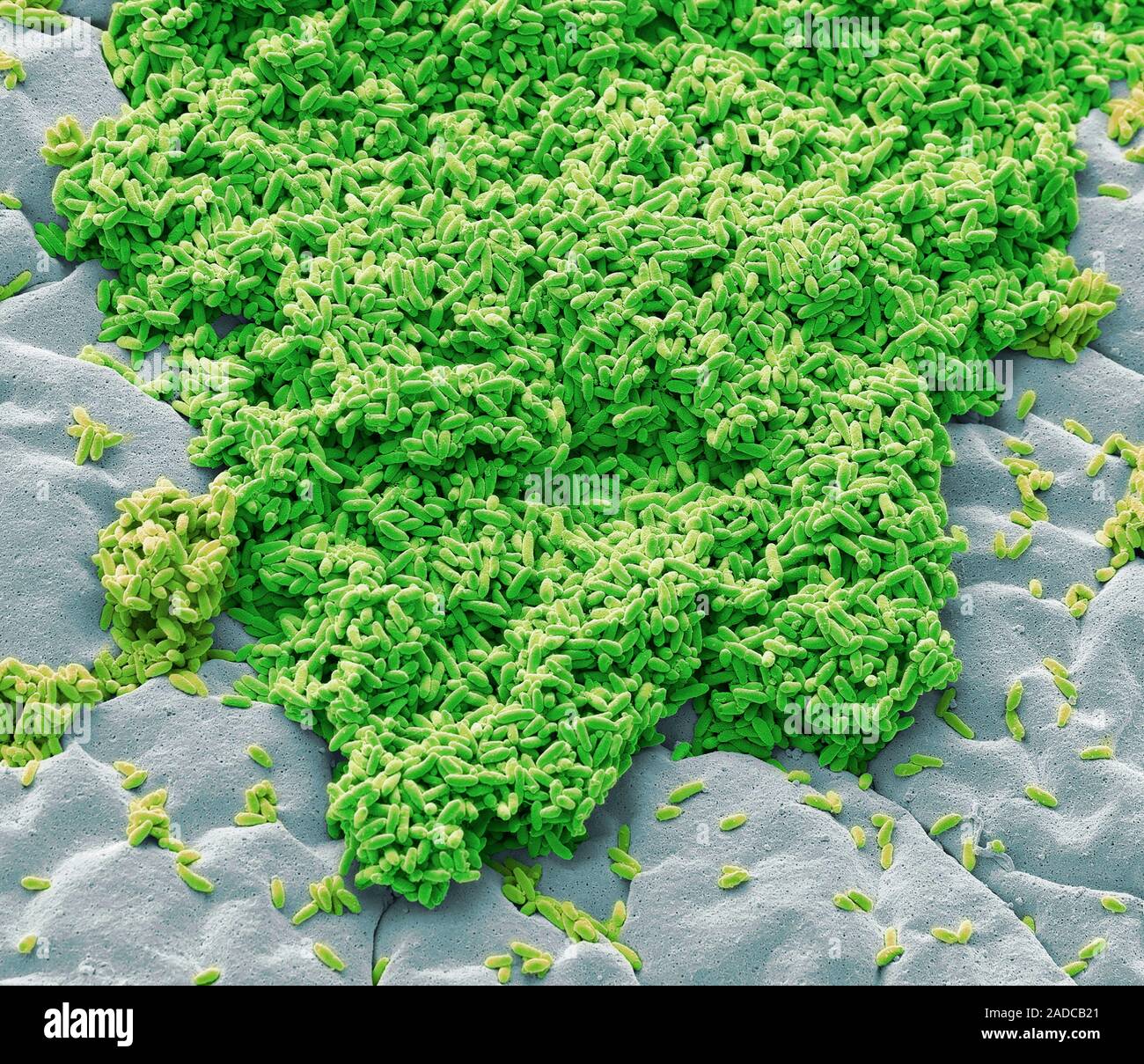 Acidiphilium cryptum extremophile bacteria, scanning electron micrograph (SEM). A. cryptum is an ...