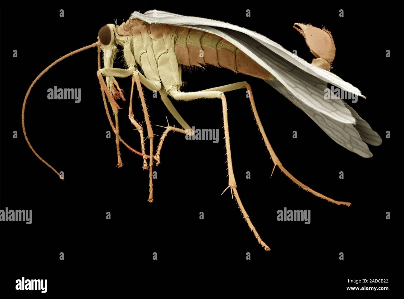 Scorpionfly. Scanning electron micrograph of a male scorpion fly ...