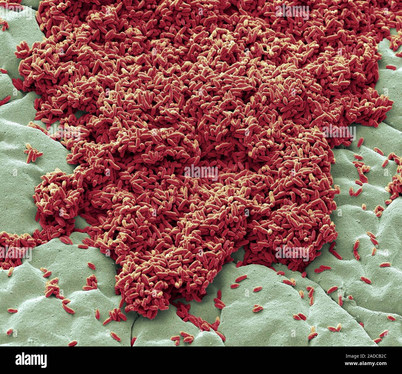 Acidiphilium cryptum extremophile bacteria, scanning electron ...