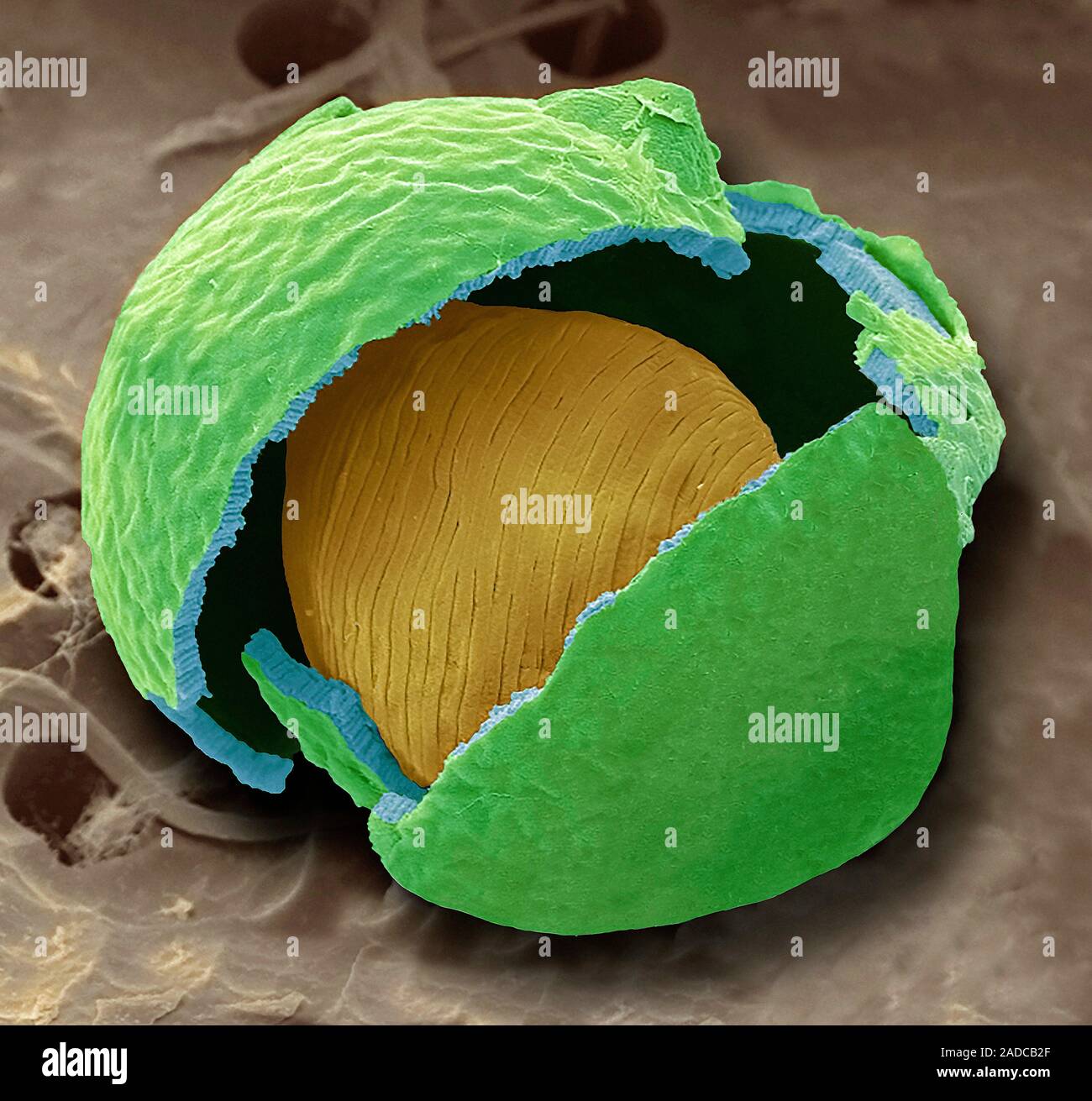 Euglena hatching from a spore, scanning electron micrograph (SEM ...
