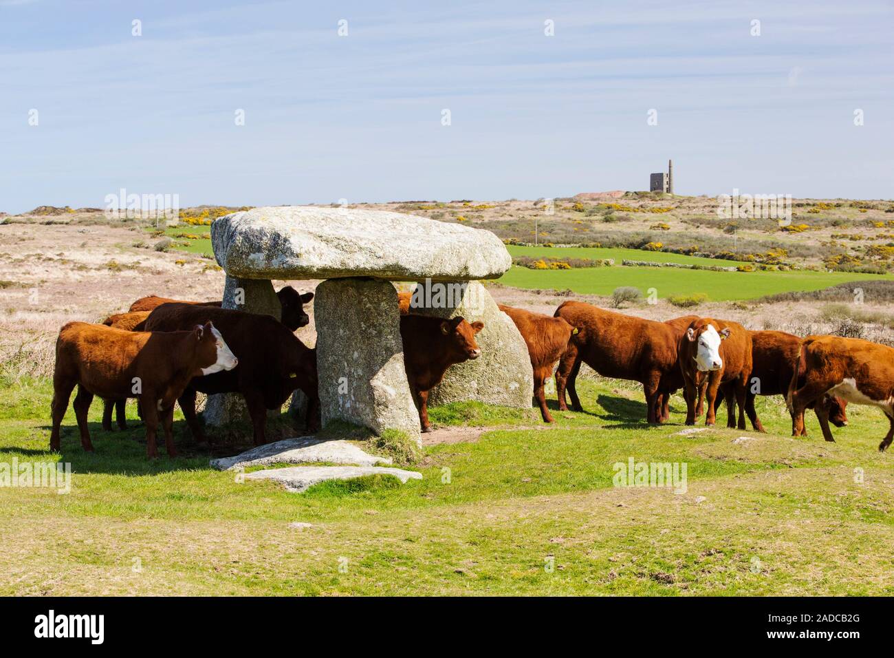 Cattle around Lanyon Quoit, an ancient Dolmen near Morvah in West ...