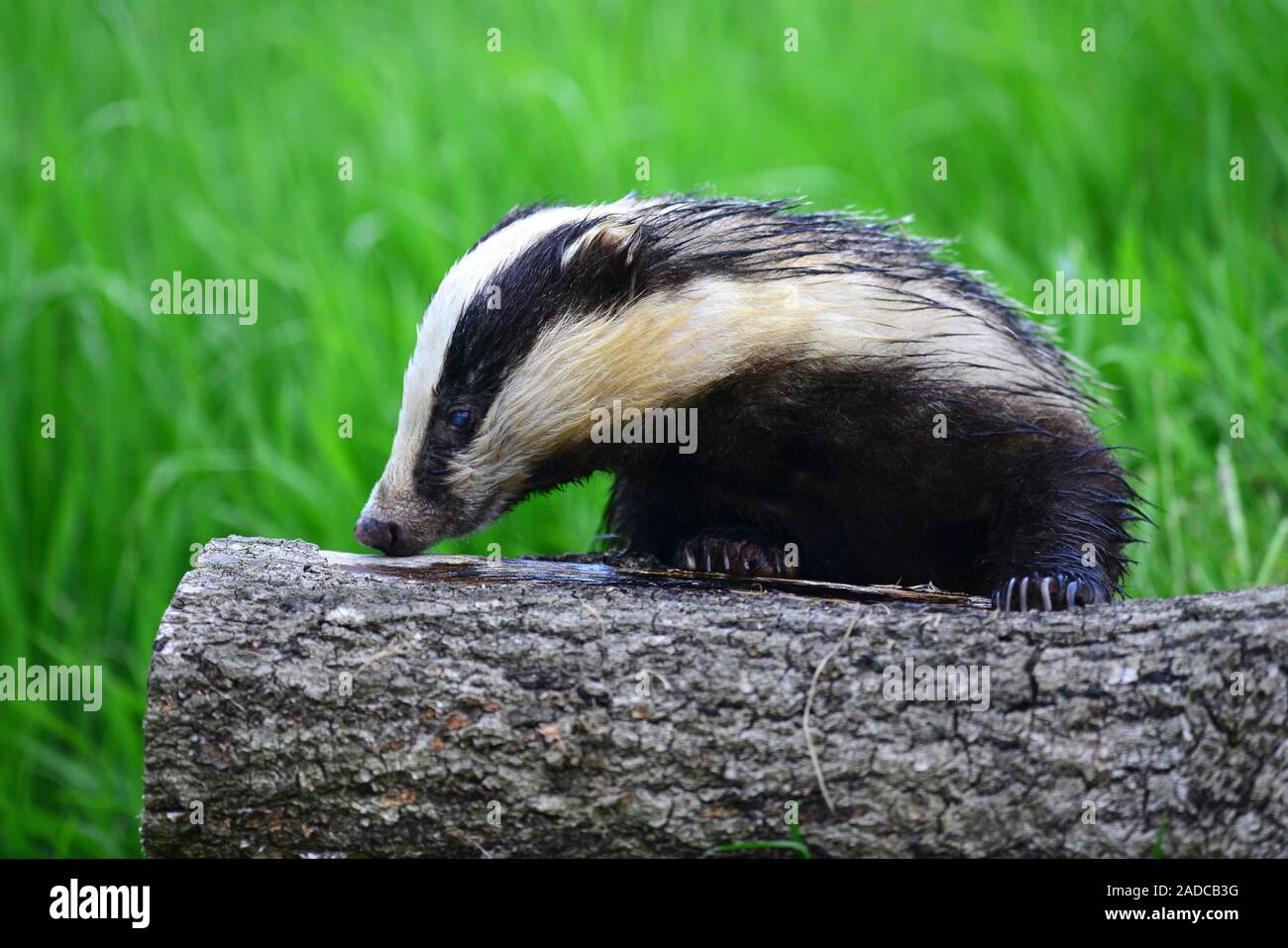 Adult badger (Meles meles) climbing onto a fallen log at dusk ...