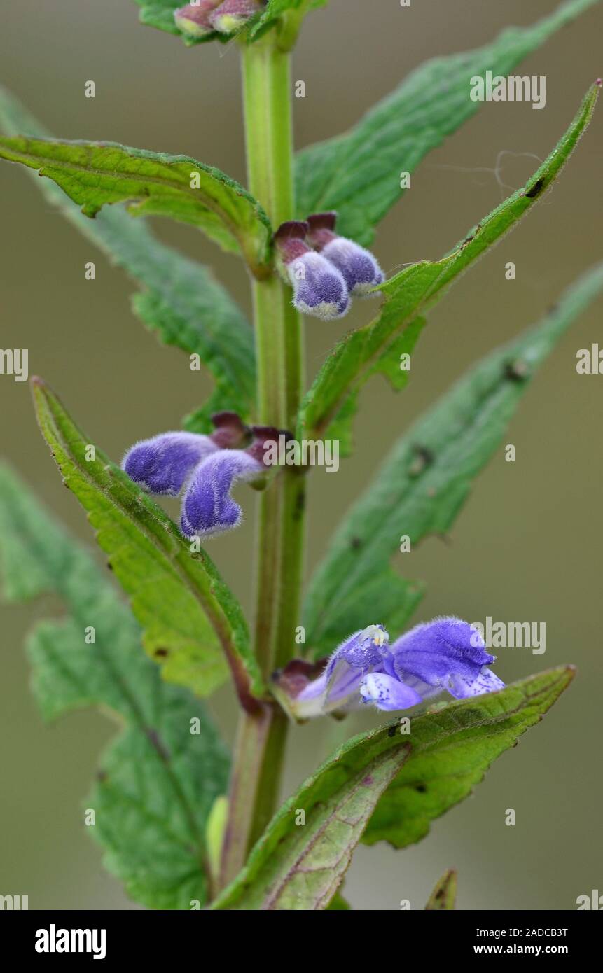 Common skullcap (Scutellaria galericulata) in flower. Photographed on ...