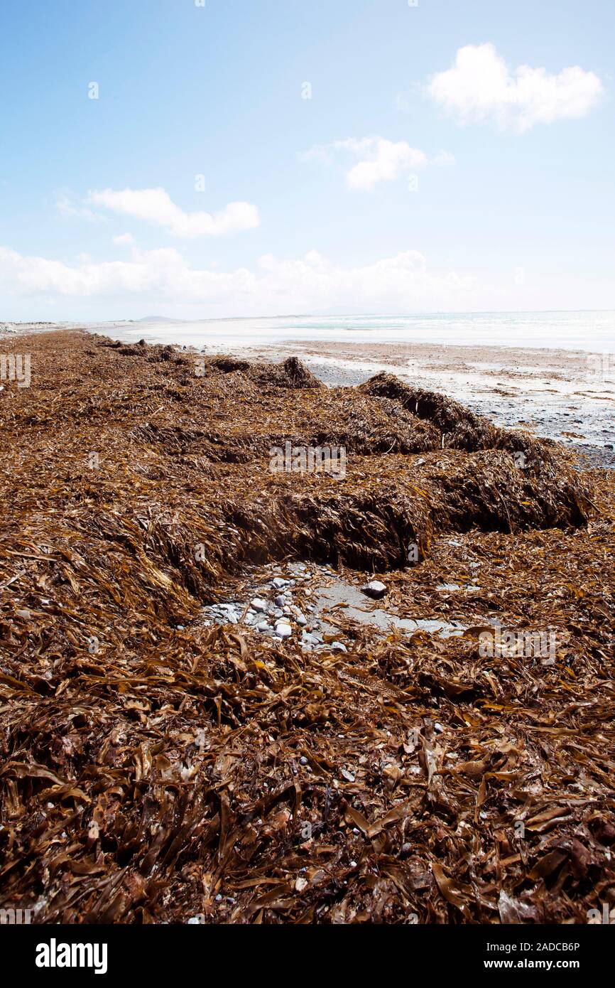 Piles of seaweed washed on to a beach by winter storms. This seaweed is ...