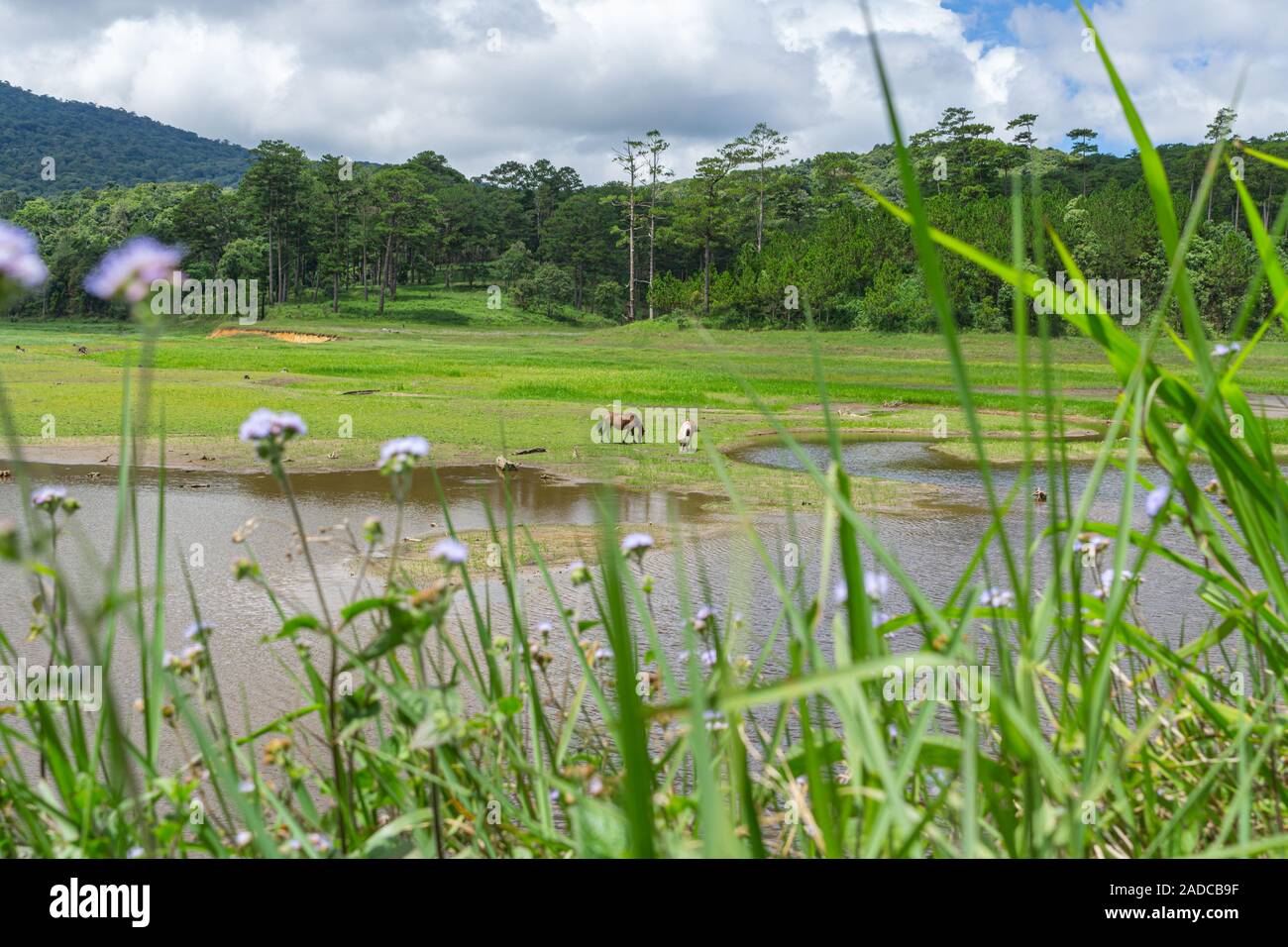 Fresh green grass field and lake under blue sky Stock Photo - Alamy