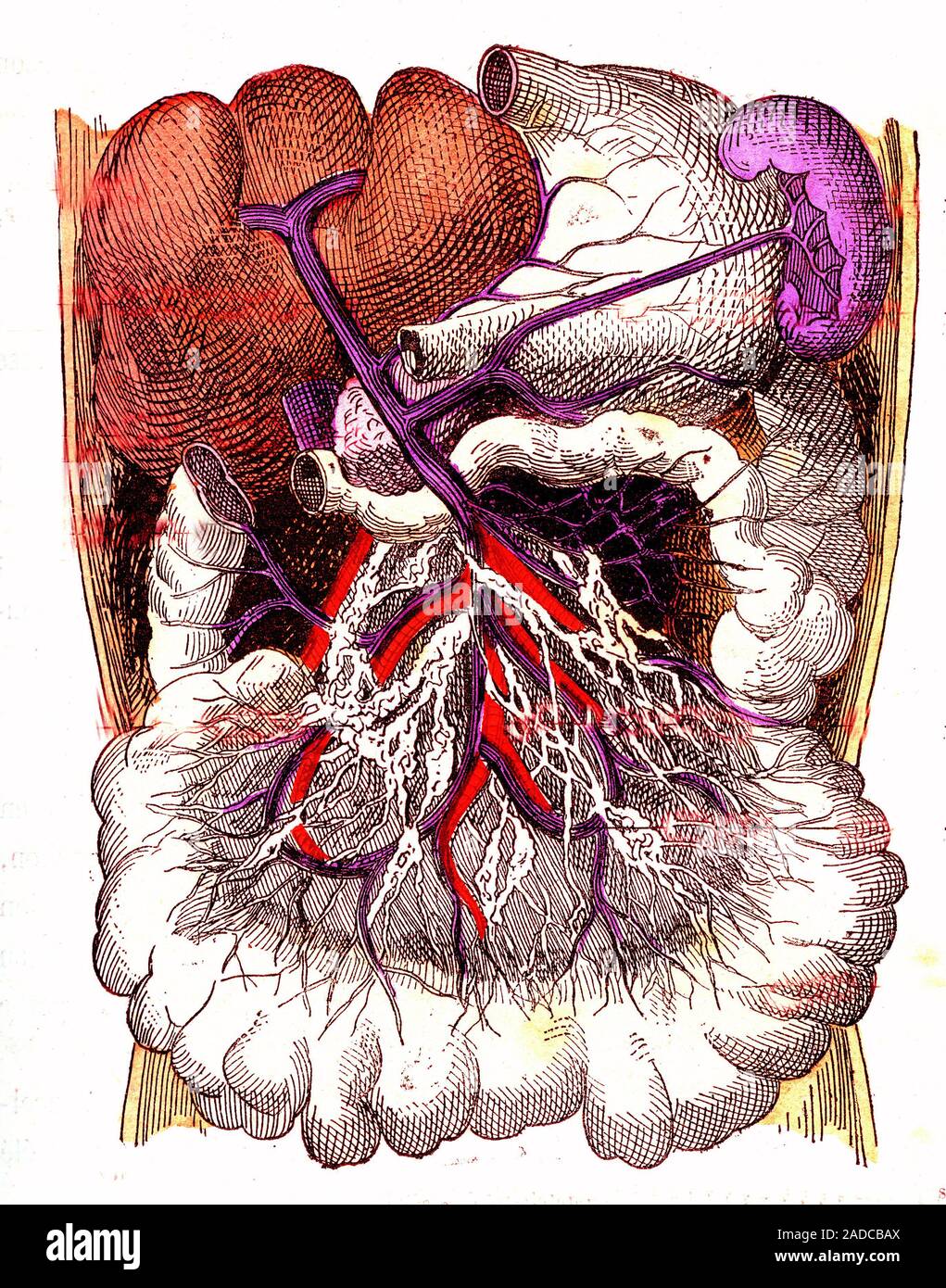 Gastrointestinal system. 1881 anatomical illustration of the human ...