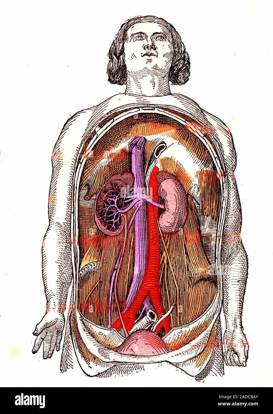 Human urinary system. 1881 anatomical illustration of the human urinary ...