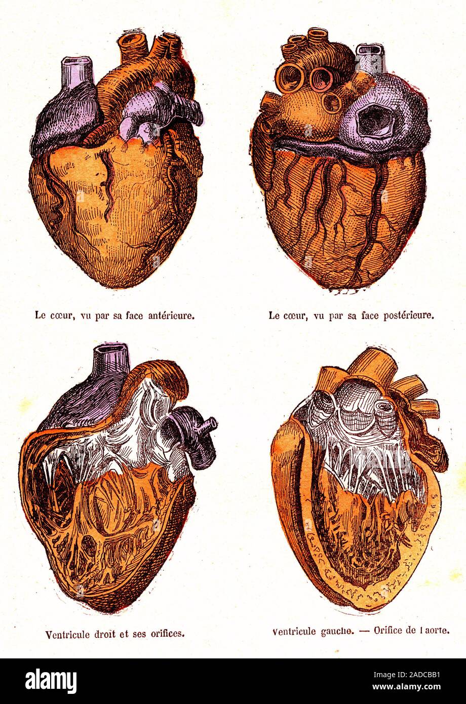 Human heart anatomy. 1881 French anatomical illustration showing the ...