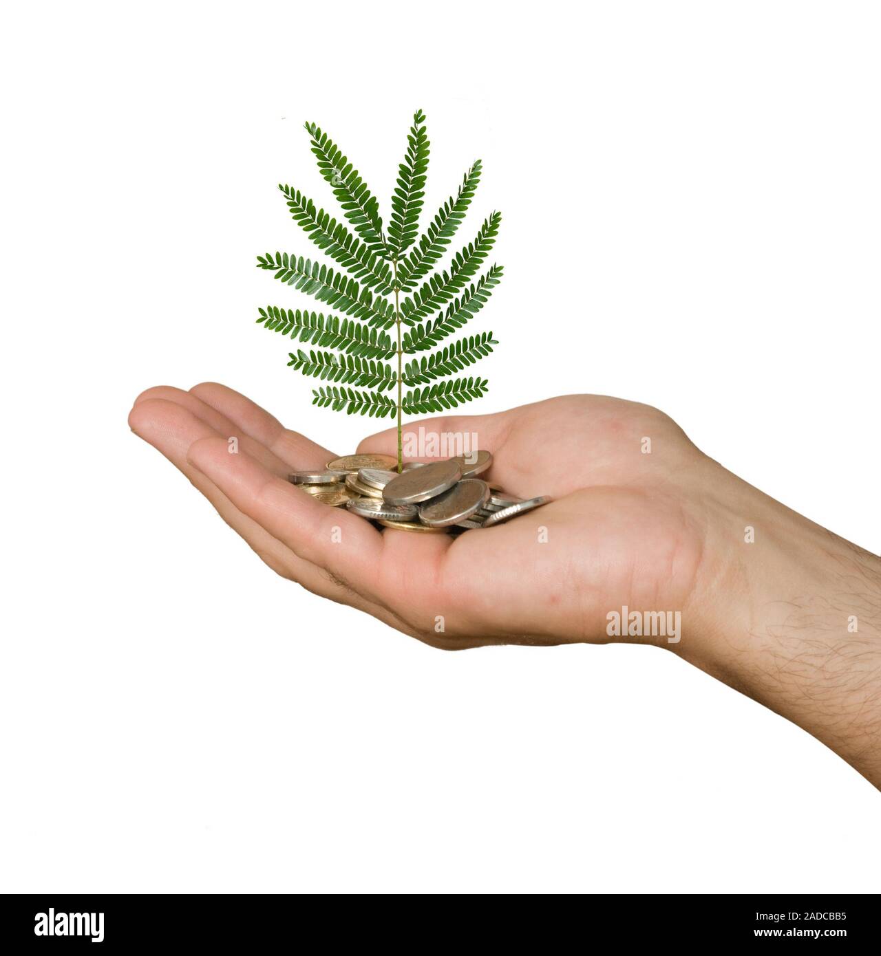 Coins money plant hand growing Cut Out Stock Images & Pictures - Alamy