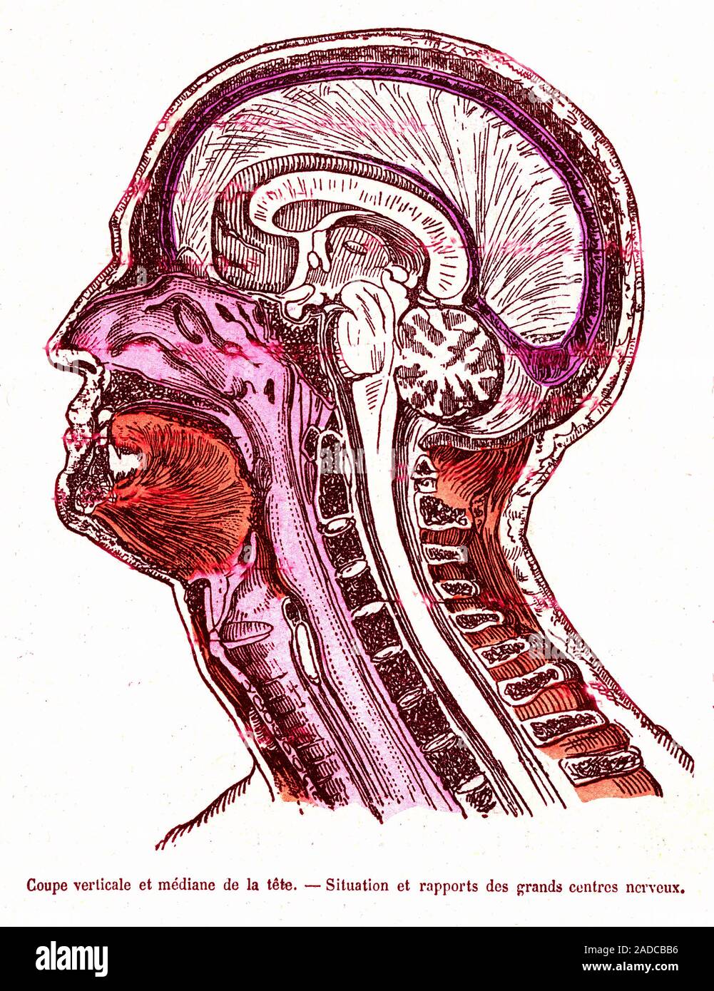 Human brain. 1881 French anatomical illustration of a section through a ...
