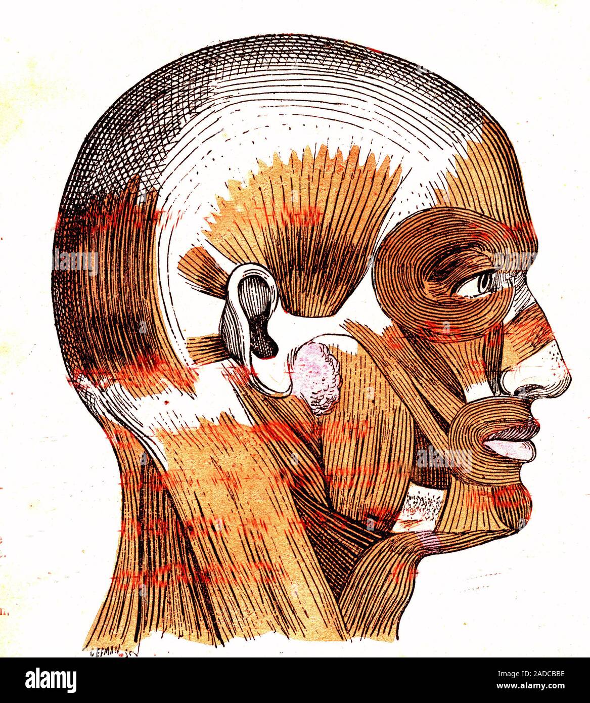 Human head muscles. 1881 anatomical illustration showing the muscles of ...