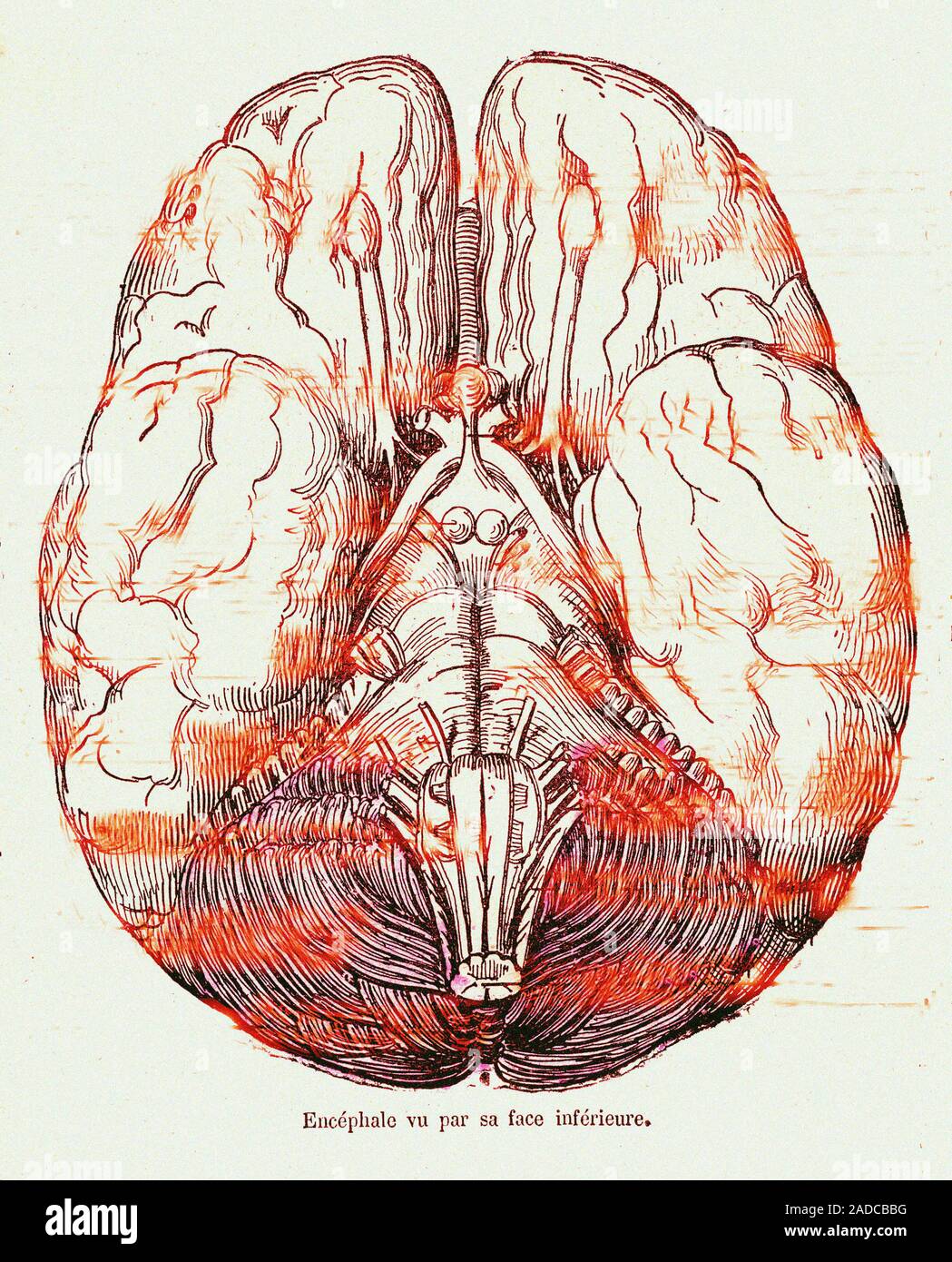 Human brain. 1881 anatomical illustration showing the underside of a ...