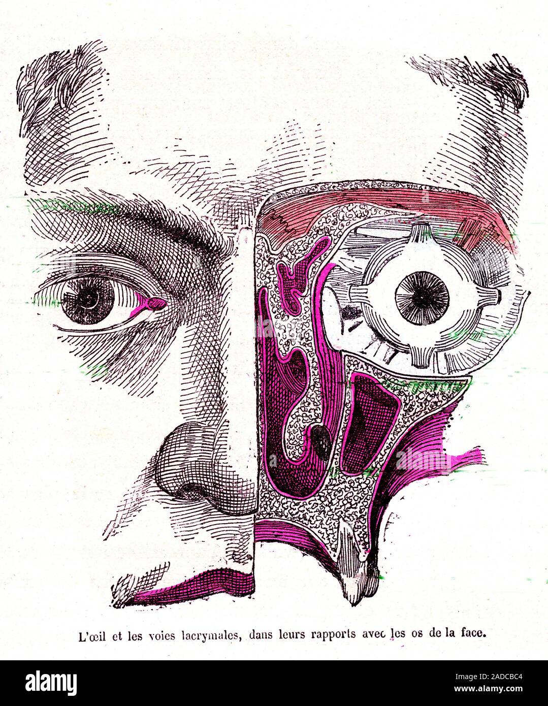 Human eye anatomy. 1881 cutaway illustration showing the anatomy around ...