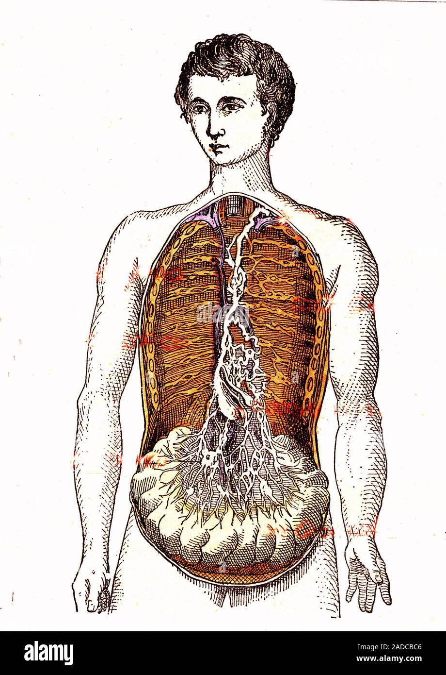 Food absorption, 1881 illustration Stock Photo - Alamy
