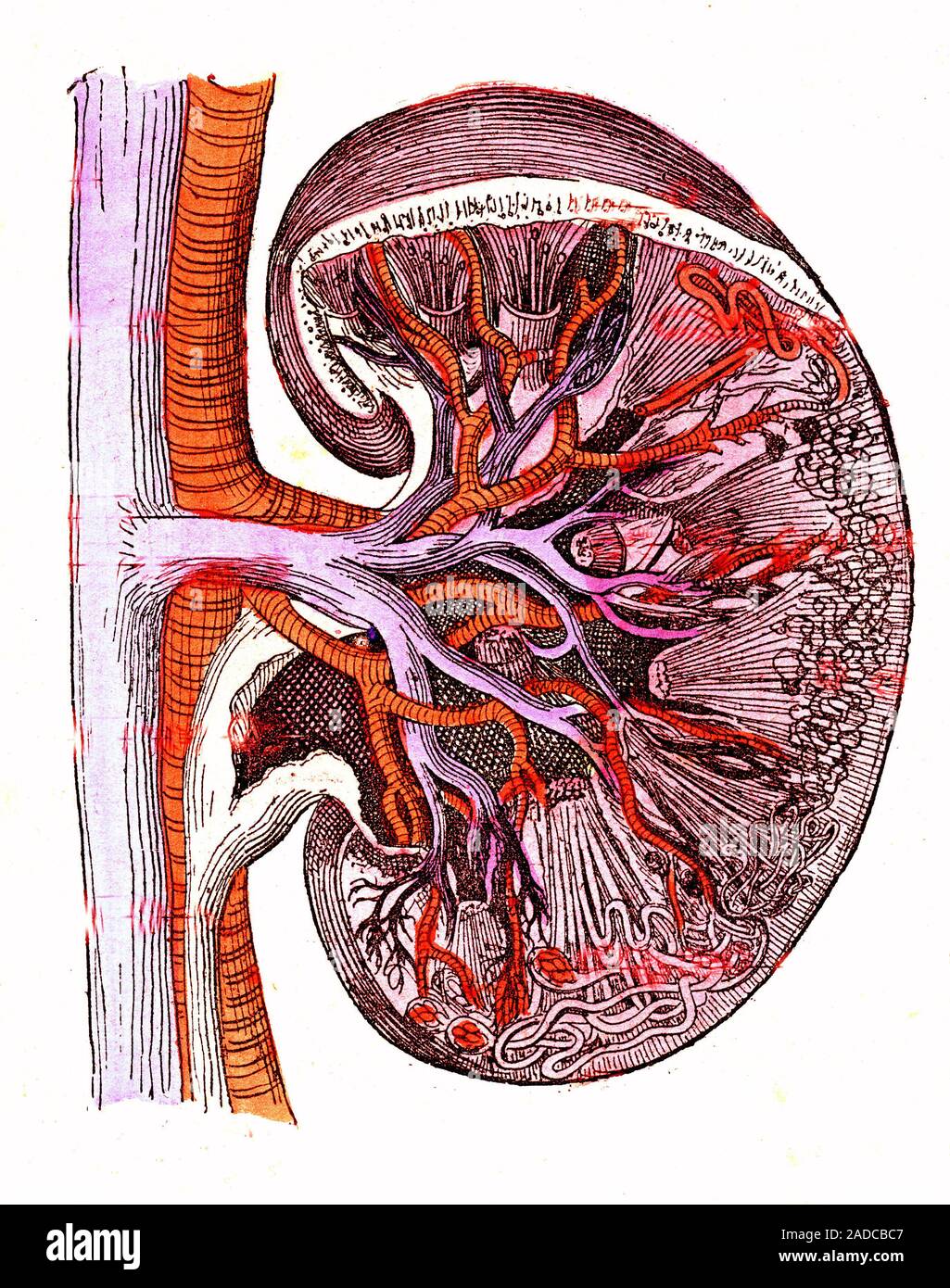 Human kidney. 1881 illustration of a section through a human kidney ...