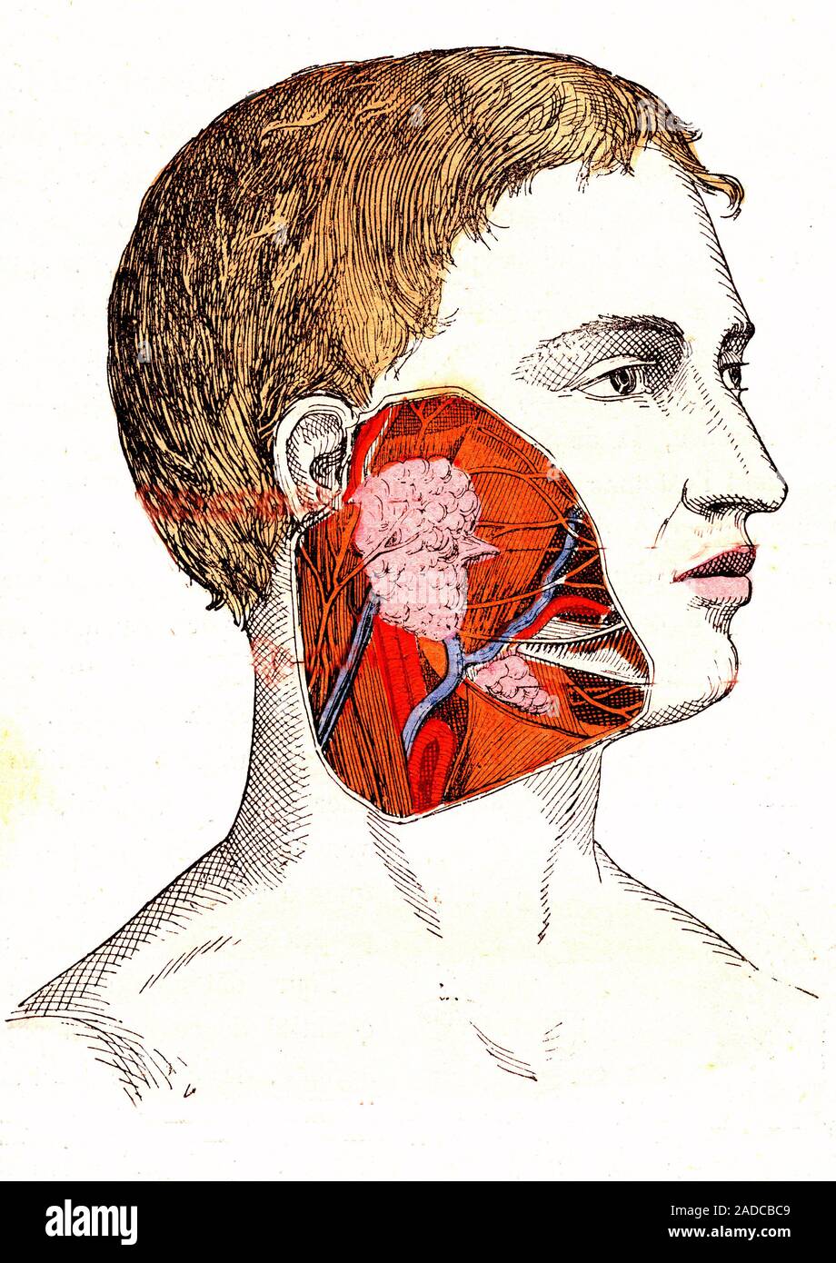 Salivary glands. 1881 cutaway illustration showing the location of the ...
