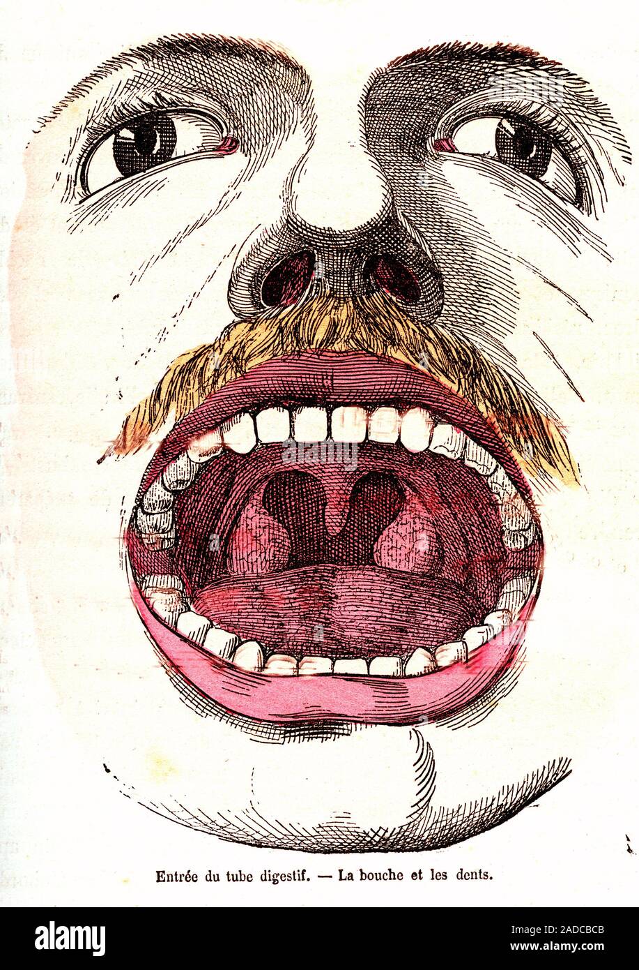Human mouth. 1881 illustration showing the internal structure of a ...