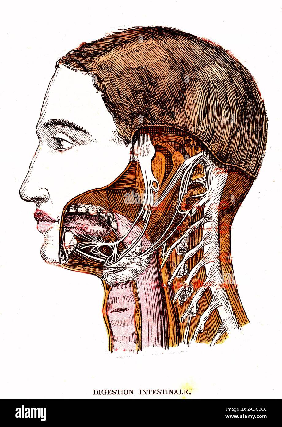 Human cervical nerves. 1881 illustration of a section through a human ...