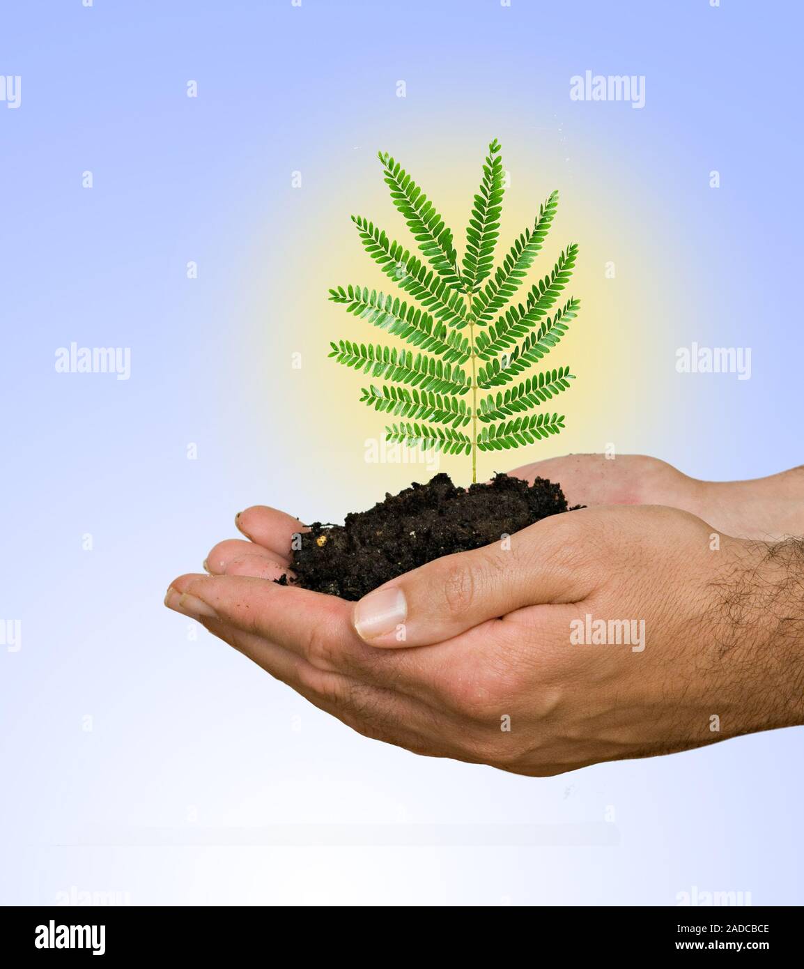 Tree shoot in hand as a symbol of nature potection Stock Photo - Alamy
