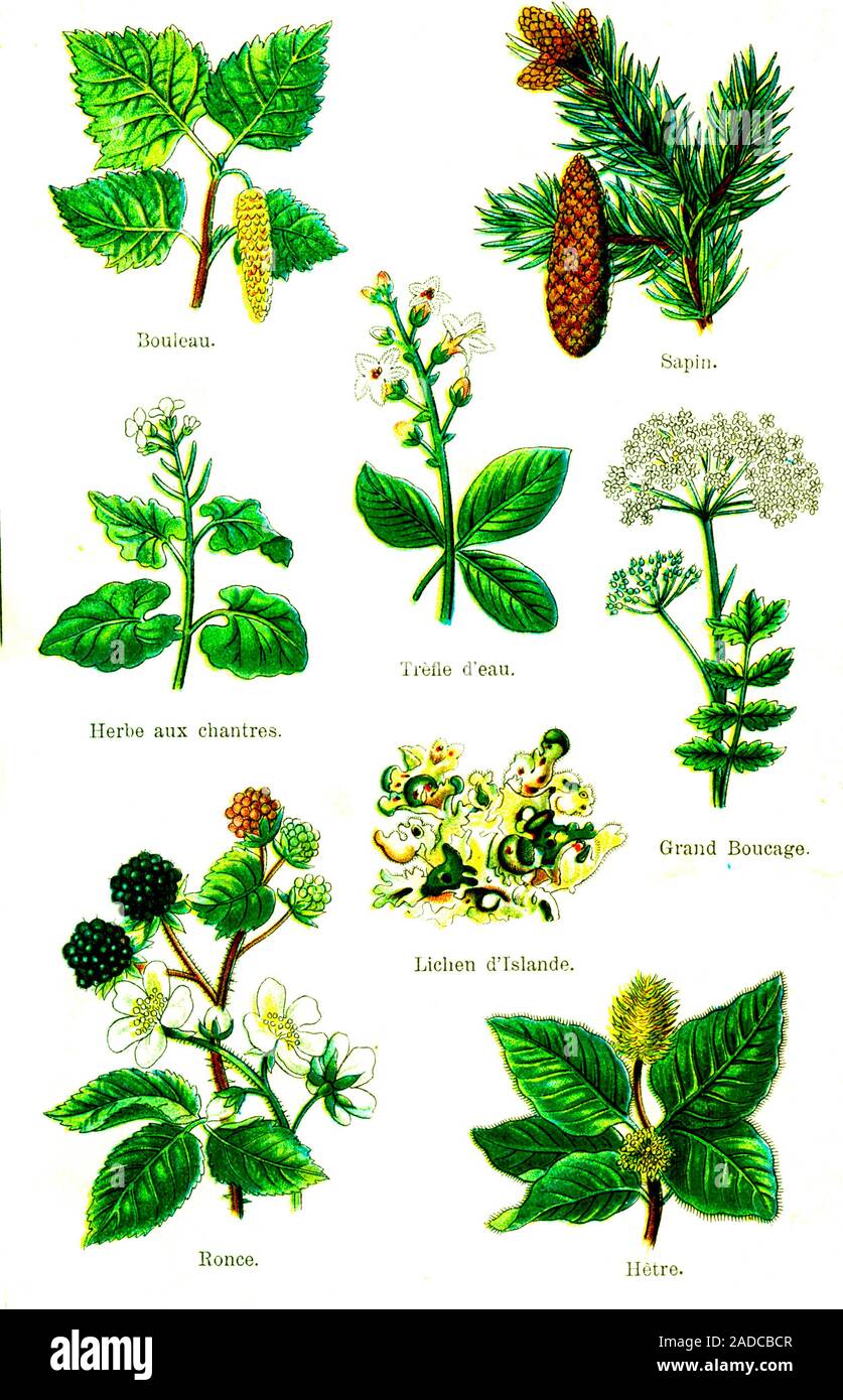 Edible and medicinal plants, 1881 illustration. From top left: birch ...