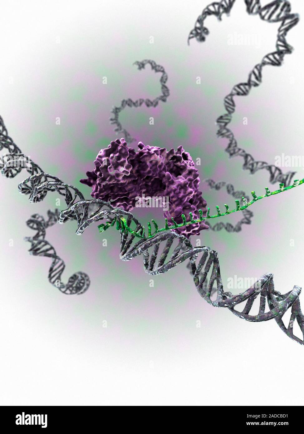 CRISPR-Cas9 gene editing complex, molecular structure. The CRISPR-Cas9 ...