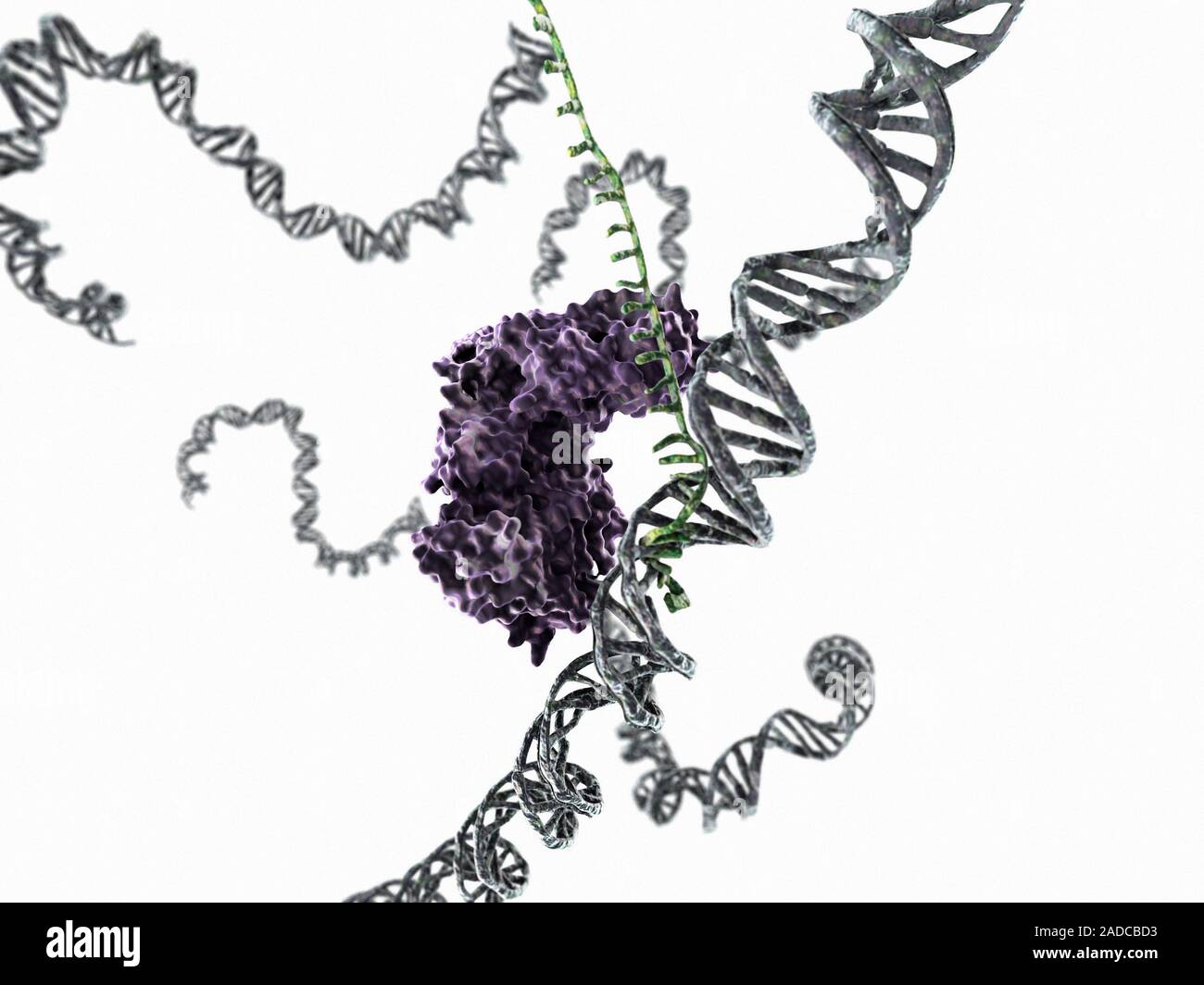 CRISPR-Cas9 gene editing complex, molecular structure. The CRISPR-Cas9 ...