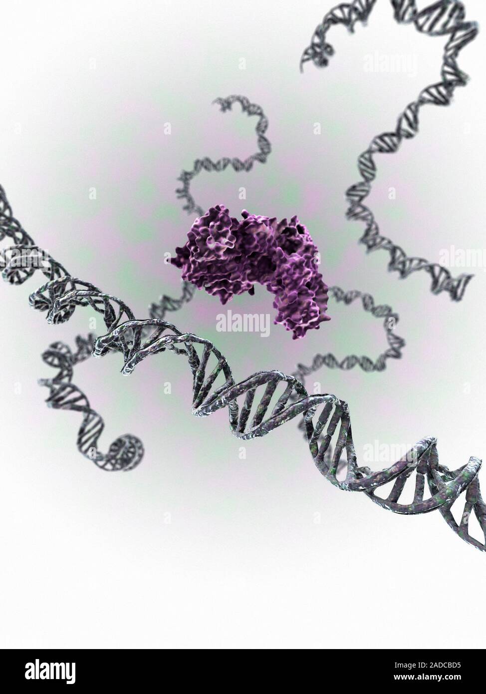 CRISPR-Cas9 gene editing complex, molecular structure. The CRISPR-Cas9 ...