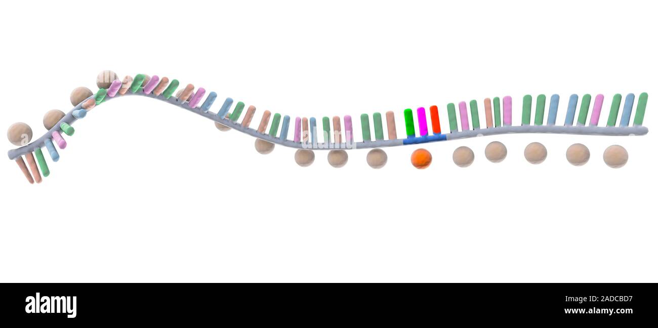 Codons and protein synthesis. Artwork representing protein synthesis in ...