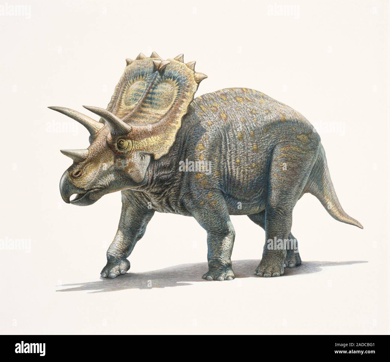 Anchiceratops dinosaur . Computer illustration of an Anchiceratops sp ...