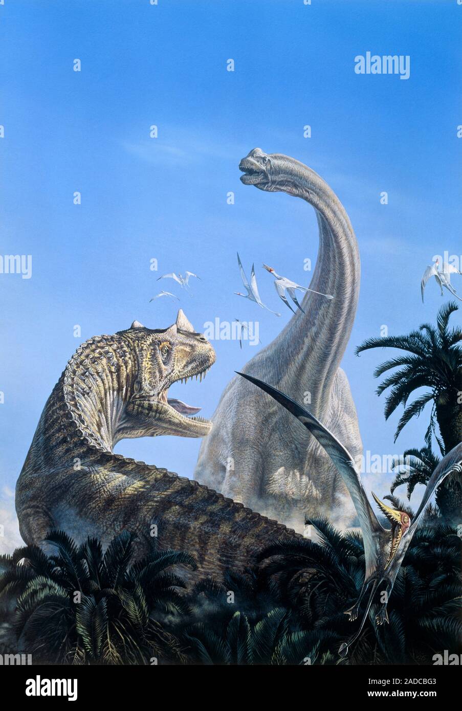 Brachiosaur and ceratosaur dinosaurs. Computer illustration of a ...