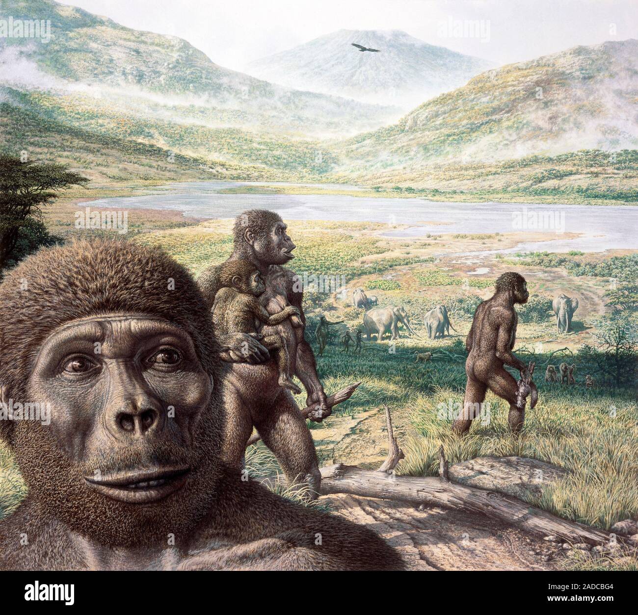 Australopithecus africanus. Computer illustration of a family of ...