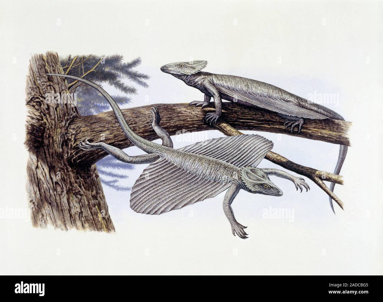 Coelurosauravus prehistoric lizards. Computer illustration of two ...