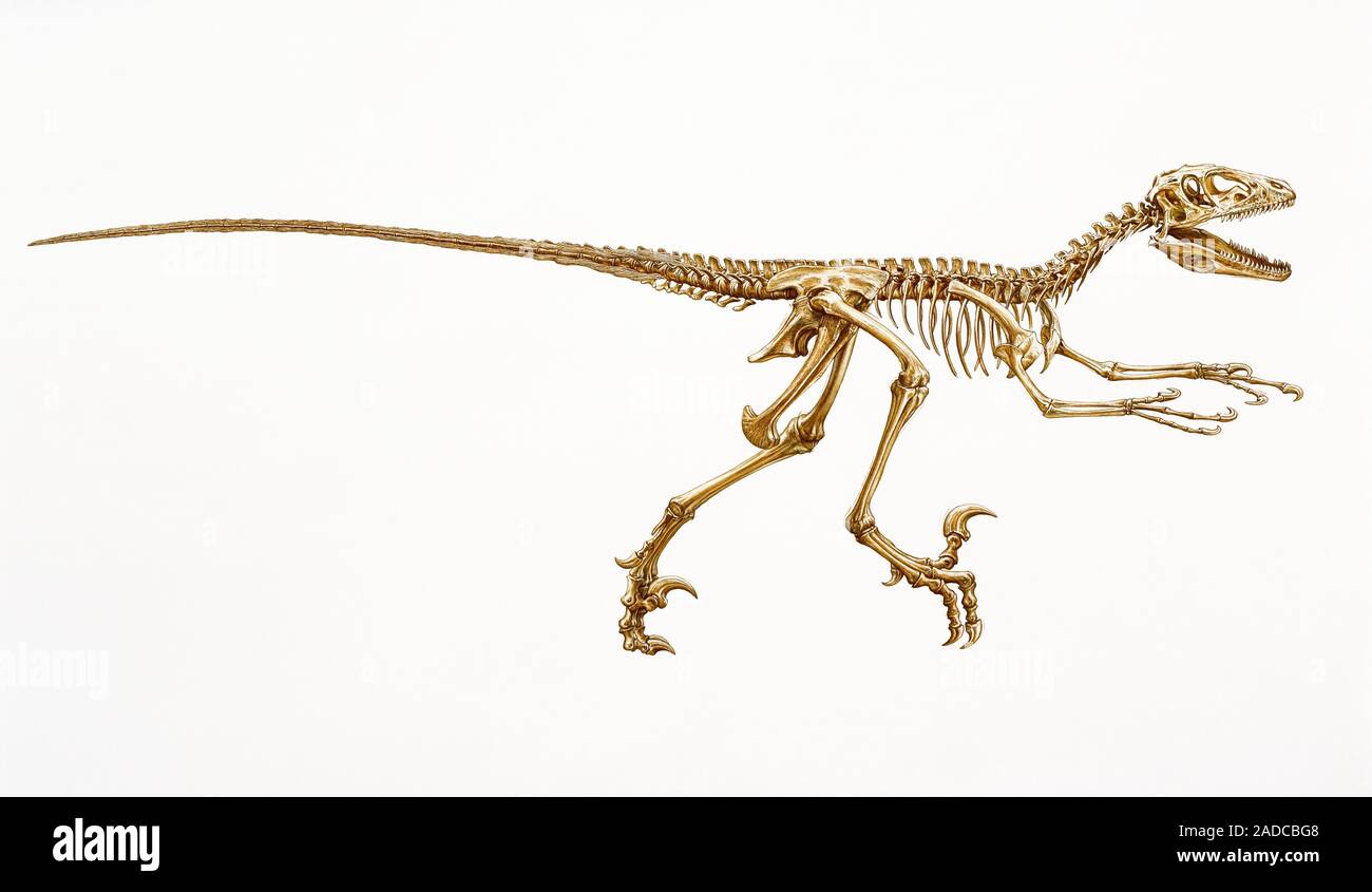 Deinonychus dinosaur skeleton. Computer illustration of the skeleton of ...