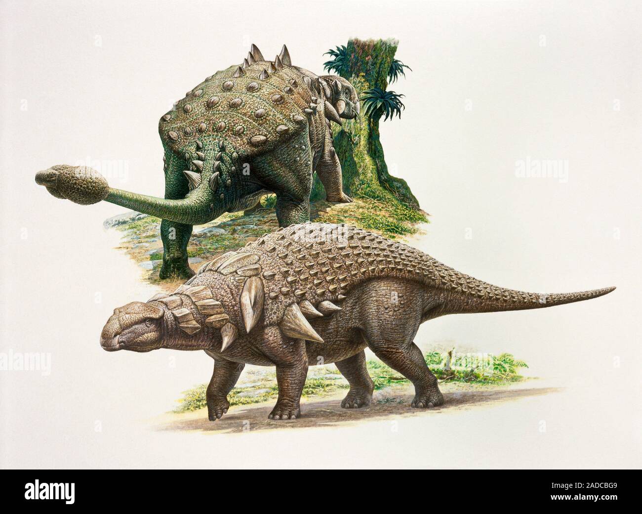 Edmontonia and Euoplocephalus armoured dinosaurs. Computer illustration ...