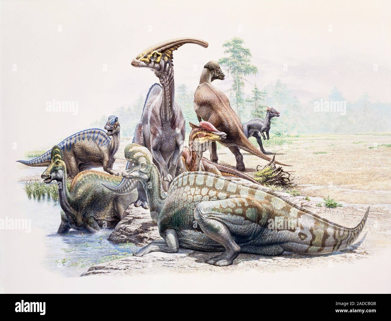 Hadrosaur dinosaurs. Computer illustration of a group of various ...