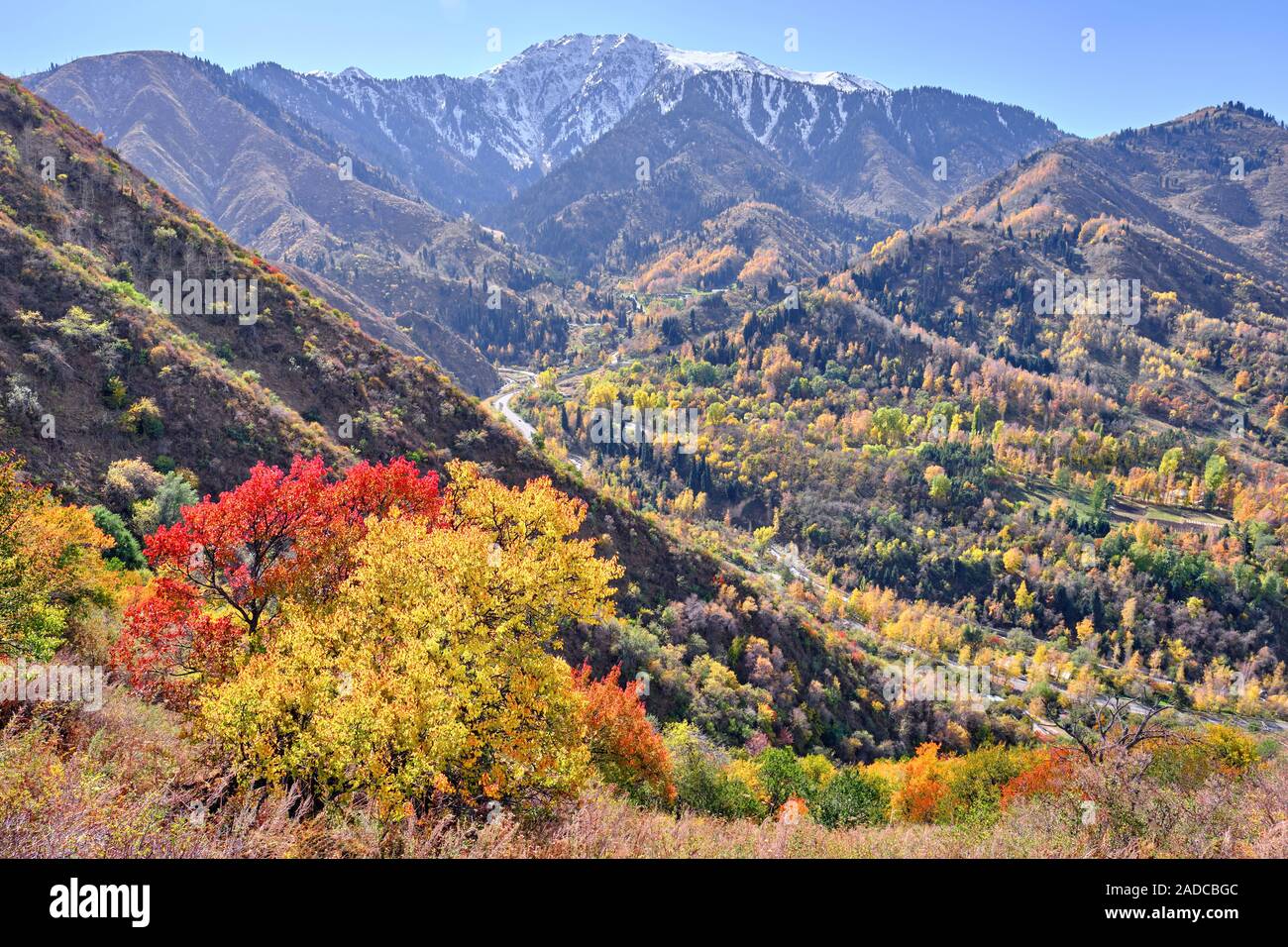 Mountain landscape with colorful forest and snow-covered peak; the ...