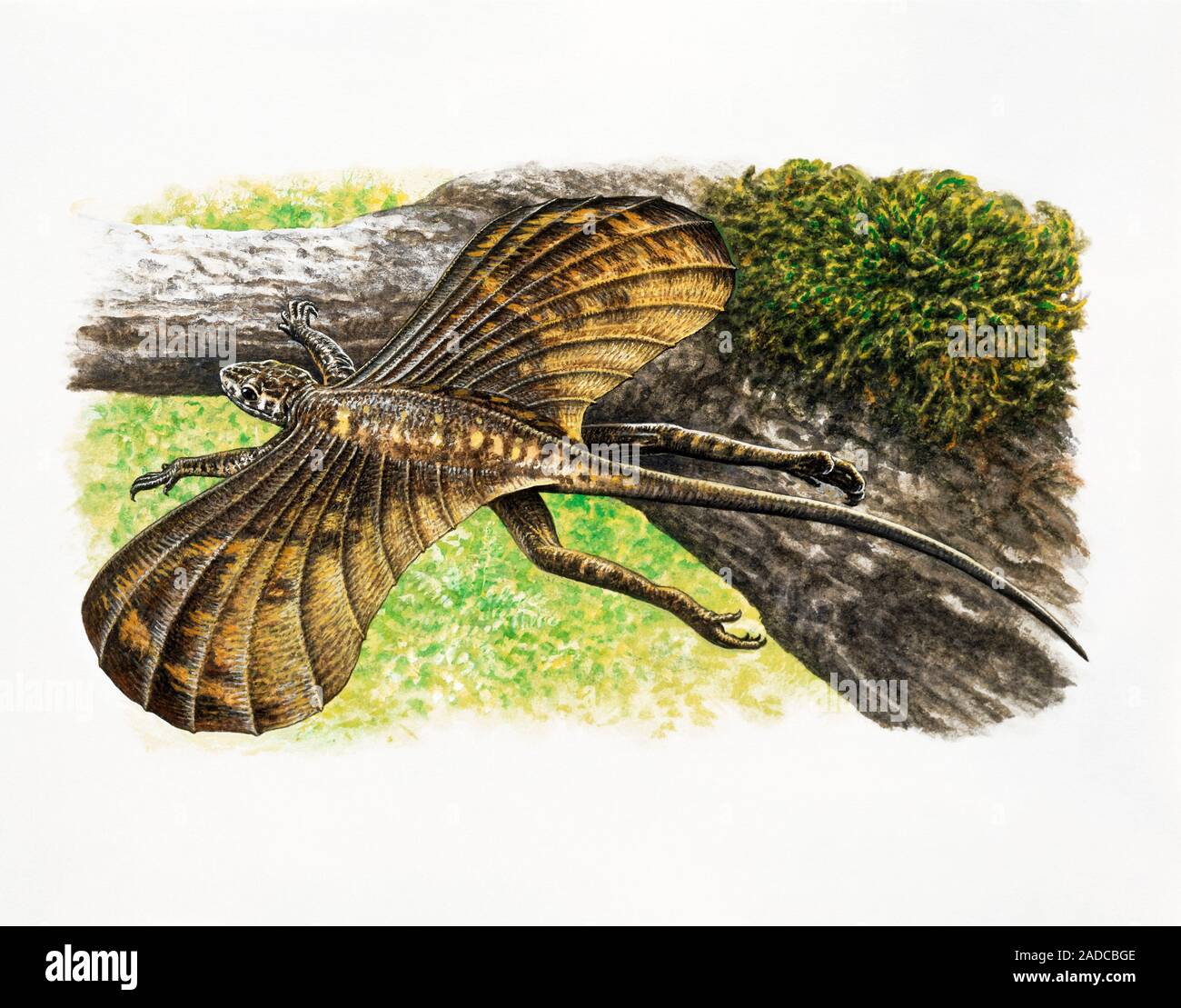 Icarosaurus prehistoric lizard. Computer illustration of an Icarosaurus ...